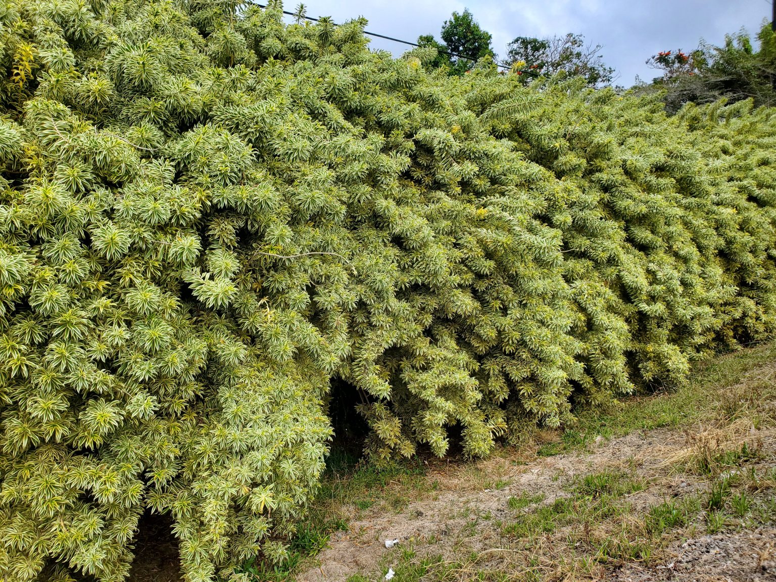 14 Privacy Hedges for Hawaii | Plant Pono