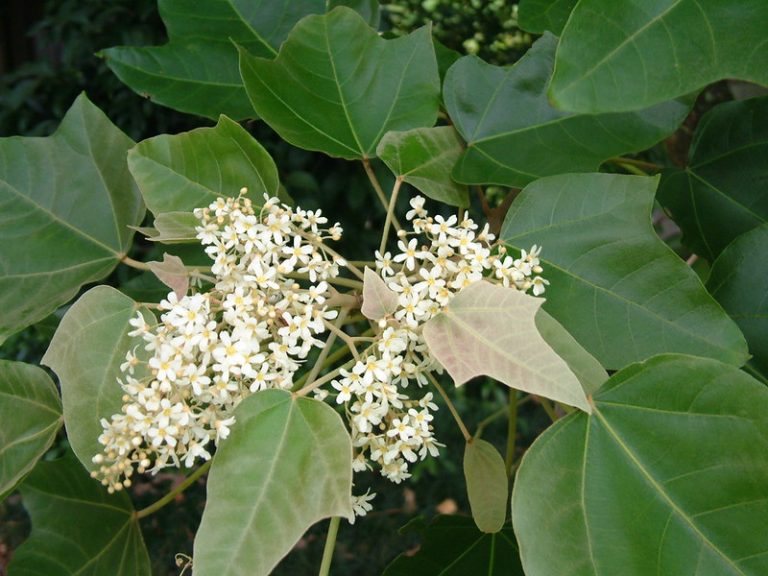 Canoe Plants | Plant Pono