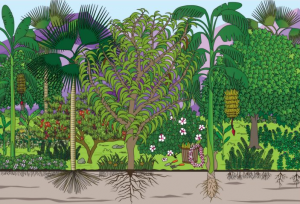 Canoe Plants | Plant Pono