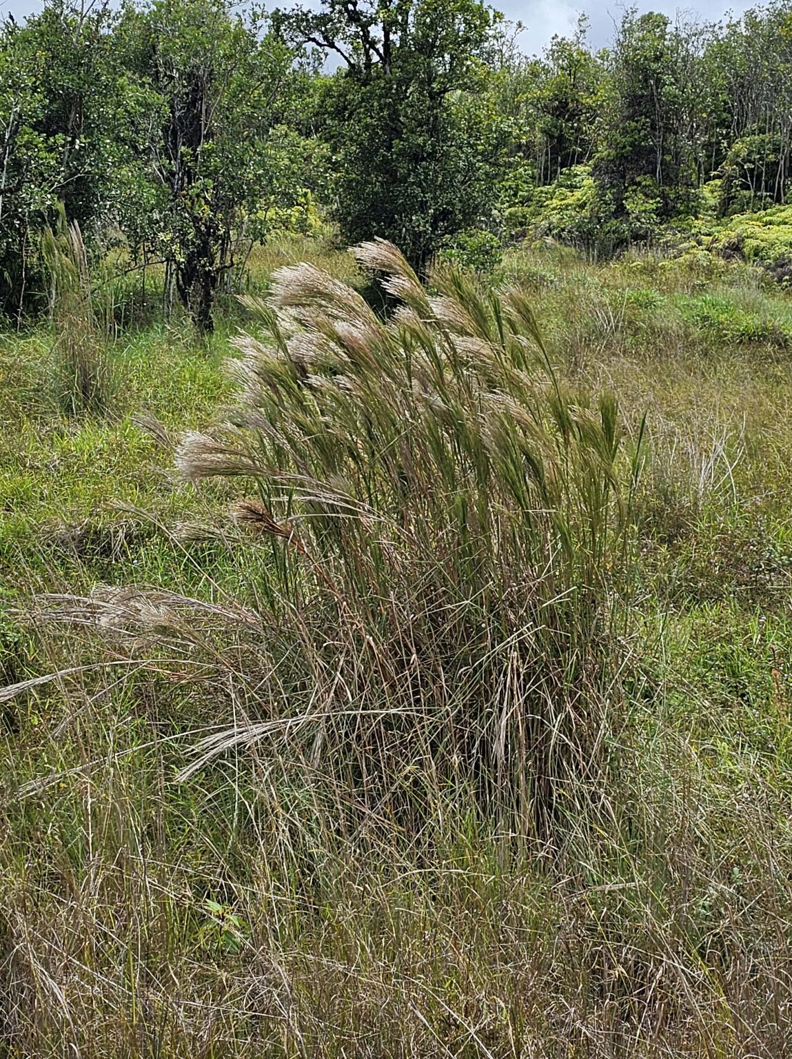 Barbas de Indio (Andropogon bicornis) | Plant Pono