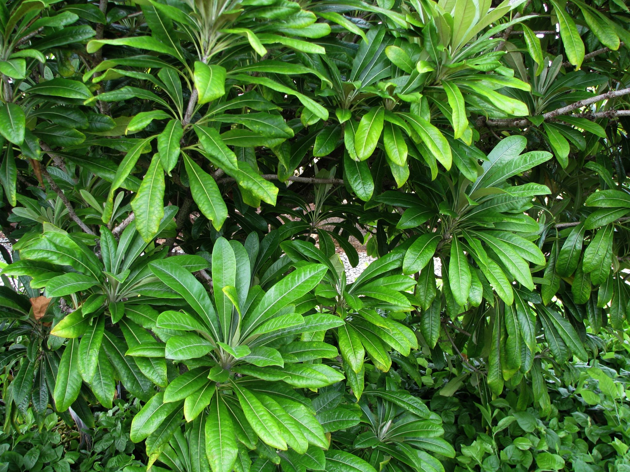 14 Privacy Hedges for Hawaii | Plant Pono