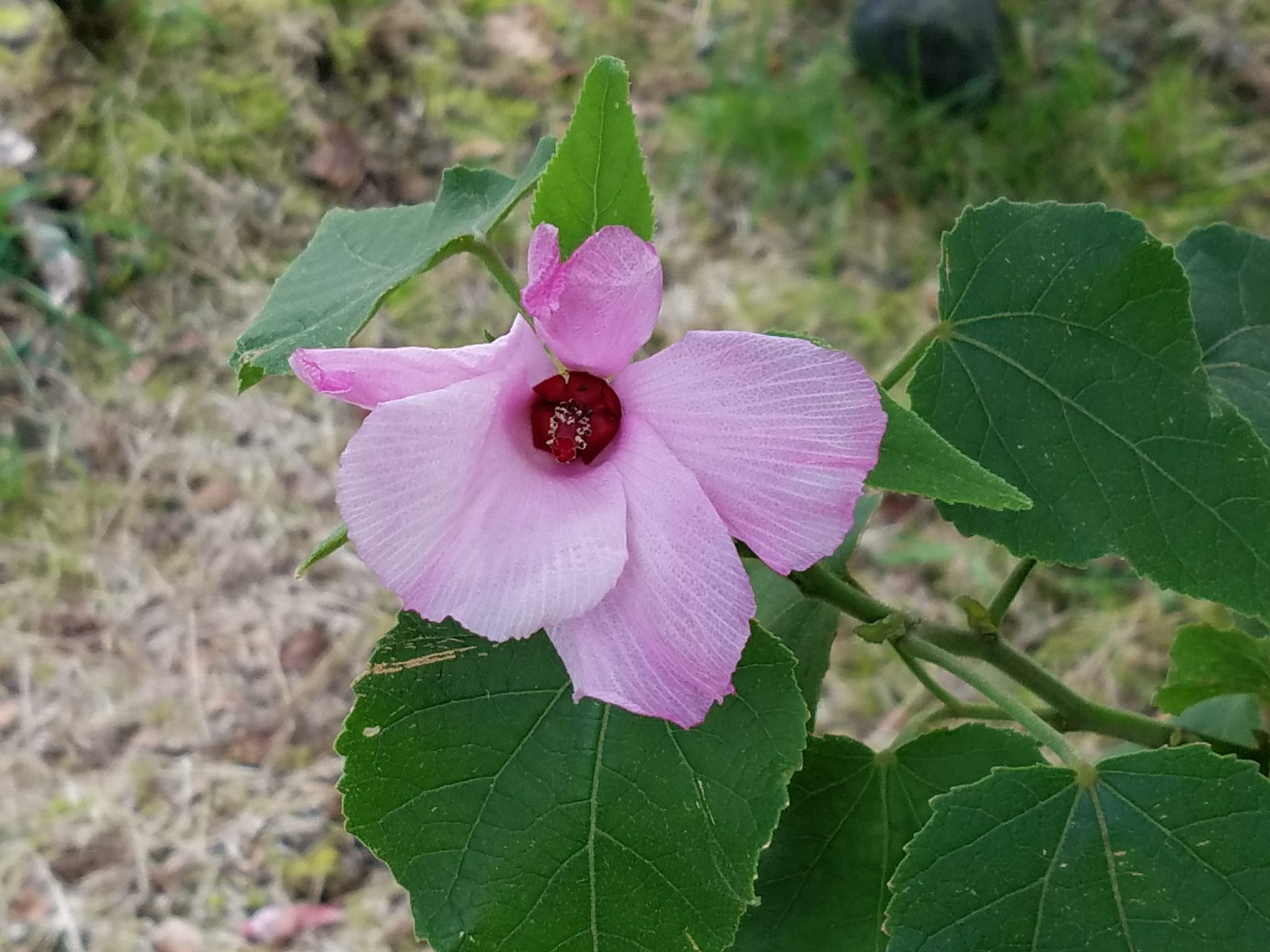 That's Hau! | Plant Pono