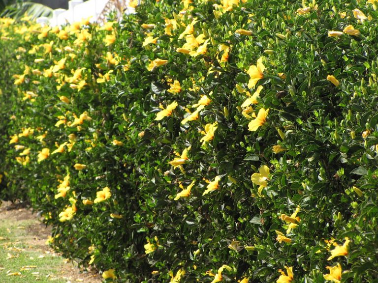 14 Privacy Hedges for Hawaii | Plant Pono