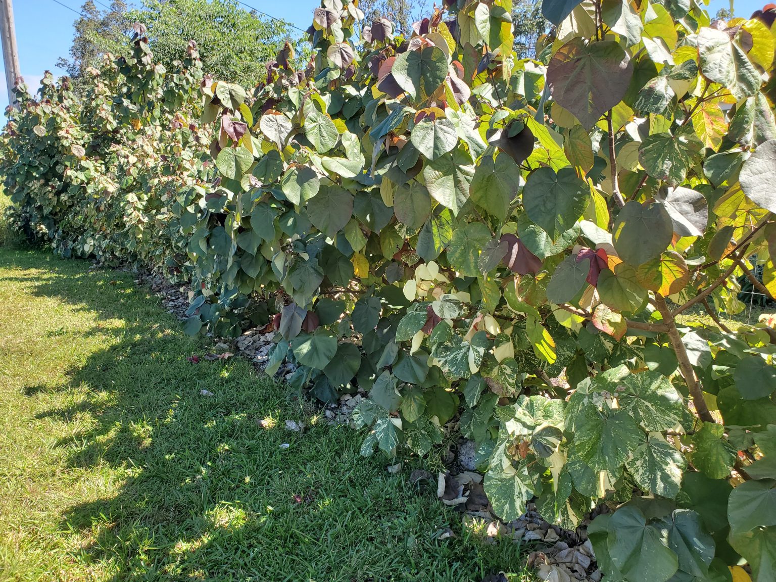 14 Privacy Hedges for Hawaii | Plant Pono