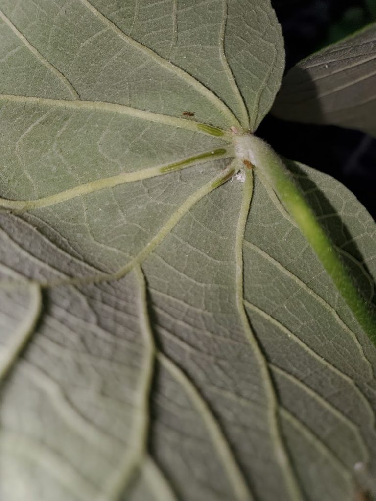 That's Hau! | Plant Pono