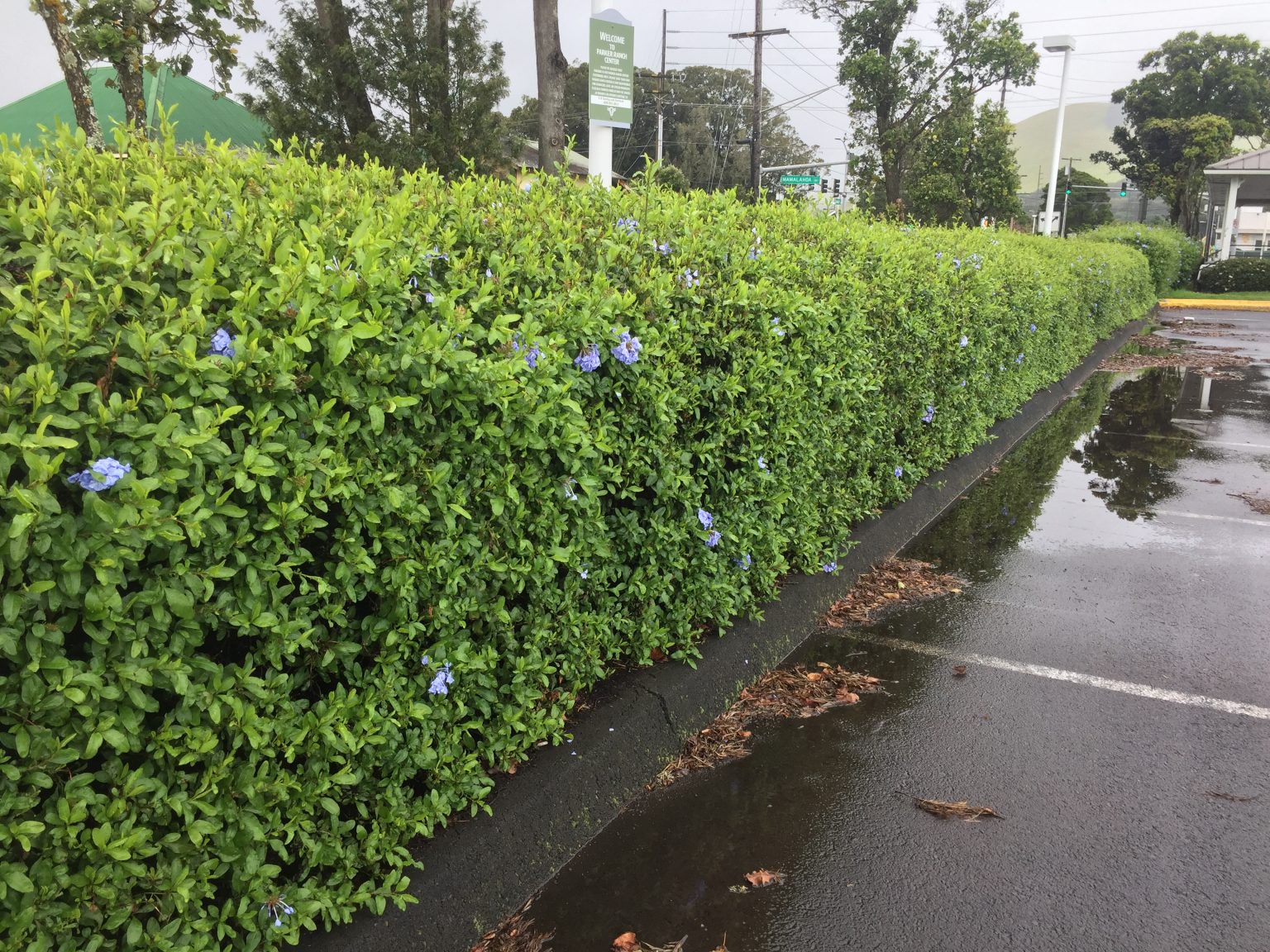 14 Privacy Hedges for Hawaii | Plant Pono