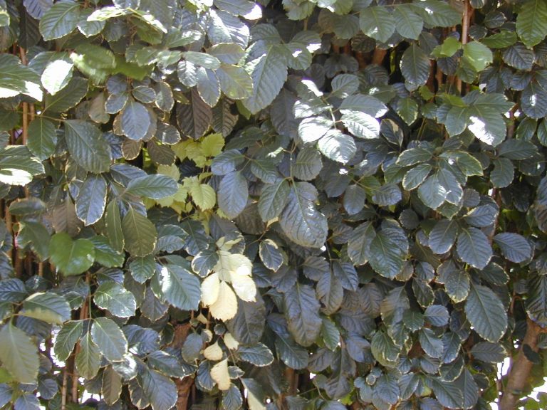 14 Privacy Hedges for Hawaii | Plant Pono