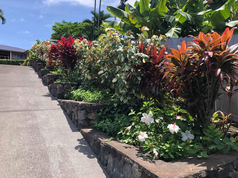 14 Privacy Hedges for Hawaii - Plant Pono