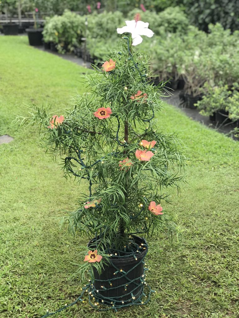 14 Privacy Hedges for Hawaii | Plant Pono