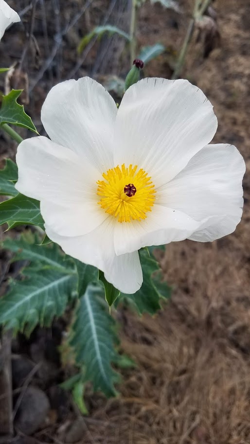 5 reasons to Grow Native | Plant Pono